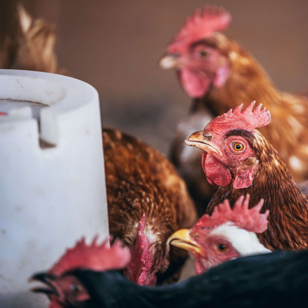 A Cheap and Easy Way to Raise Food Bowls - Alljeet